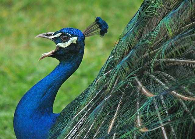 The Amazing Peacock: Facts and Photos - HubPages