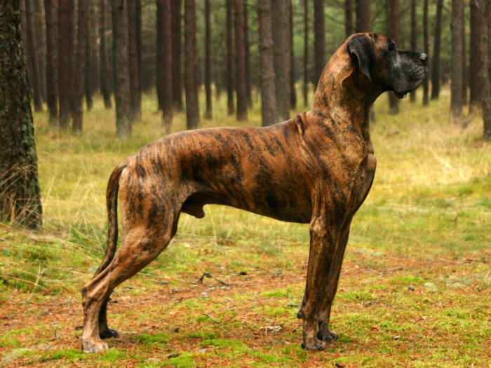 Top 10 Strongest Dogs - HubPages