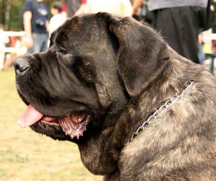 Top 10 Strongest Dogs - HubPages