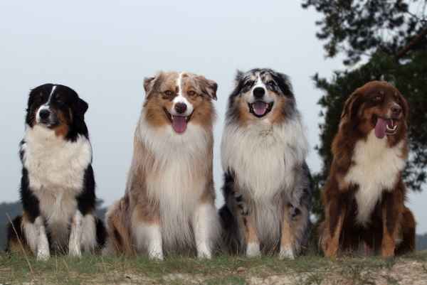 Types of Australian Shepherd Dogs - HubPages