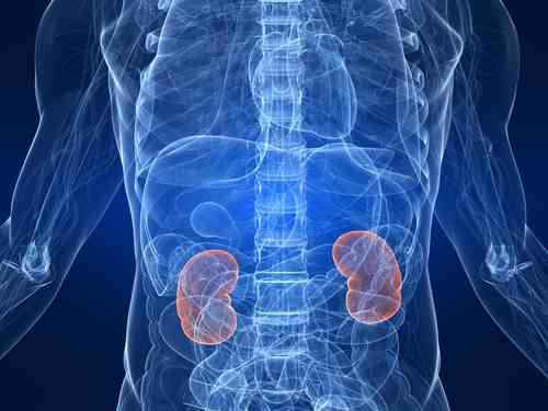 Upside Down Malformed Kidney : Symptoms Treatment and After Care - HubPages