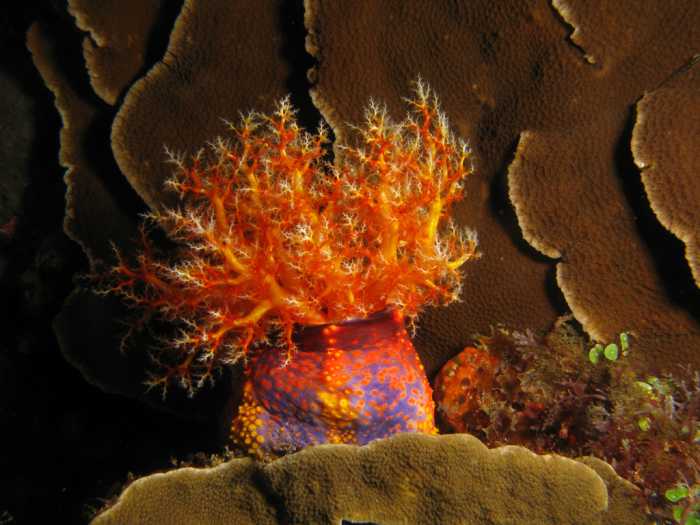 Sea Cucumbers: Facts and Pictures - HubPages