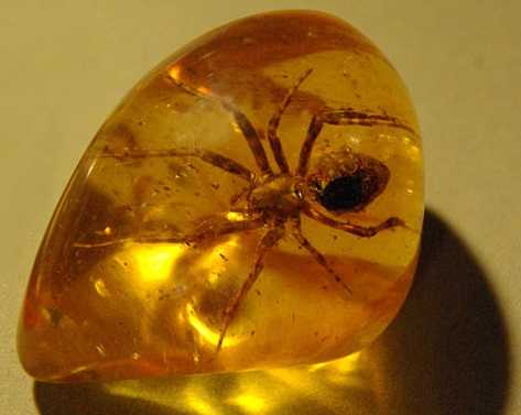 The Evolution of Spiders and Their Remarkable Adaptations - HubPages