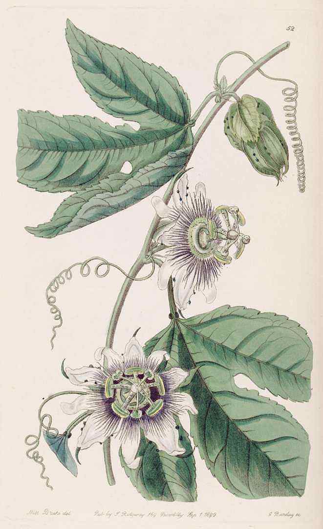 The Many Disguises of the Passion Flower, Passiflora - HubPages