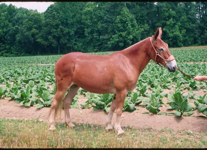 What is a Mule? - HubPages