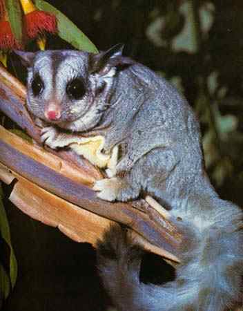 Australian Marsupials - HubPages
