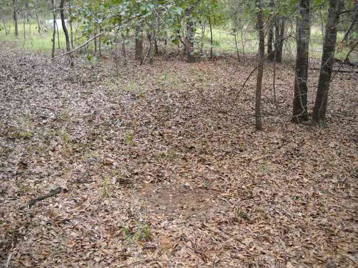 The secret to hunting whitetail deer scrapes - HubPages
