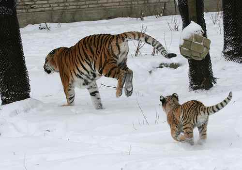 Hand Rearing Lion Cubs and Other Carnivores - HubPages