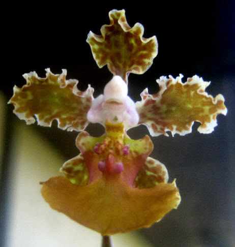 Alien Orchids - HubPages