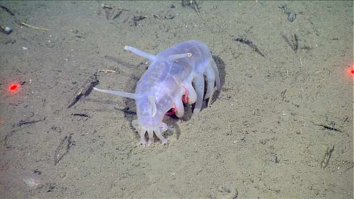 25 Most Amazing and Unusual Animals on Earth - HubPages