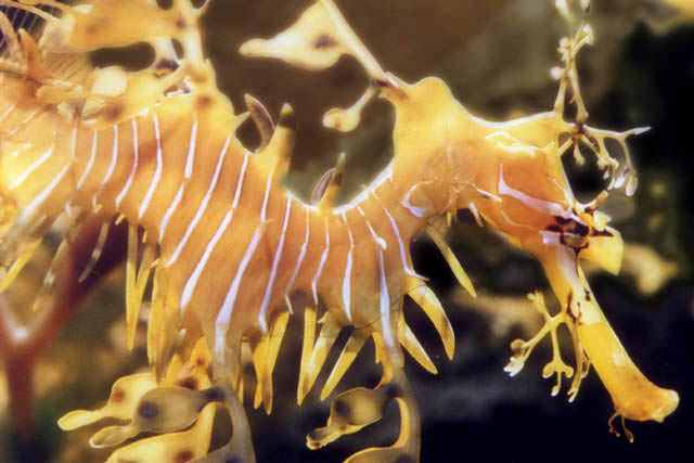 25 Most Amazing and Unusual Animals on Earth - HubPages