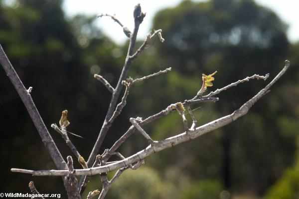 25 Most Amazing and Unusual Animals on Earth - HubPages