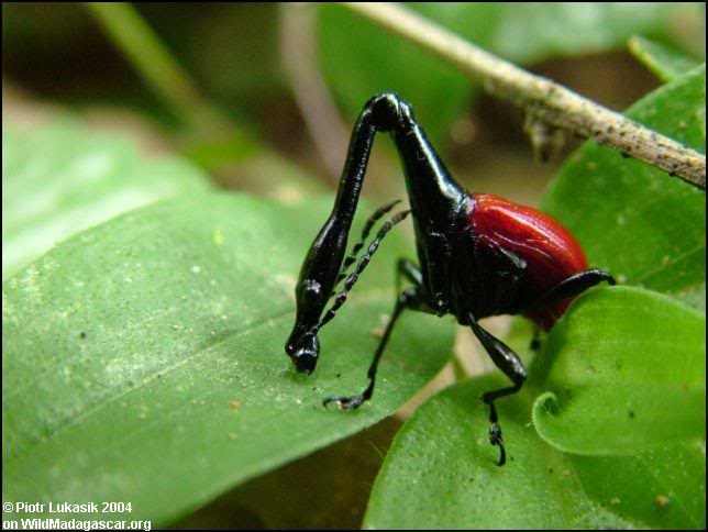 25 Most Amazing and Unusual Animals on Earth - HubPages