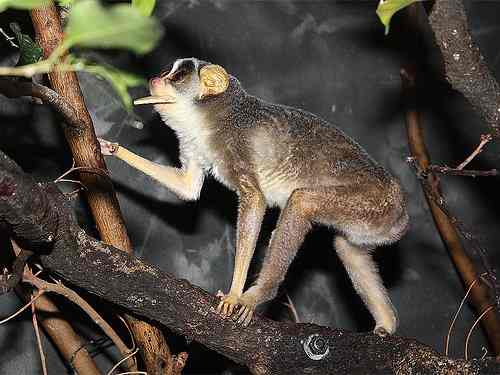 25 Most Amazing and Unusual Animals on Earth - HubPages