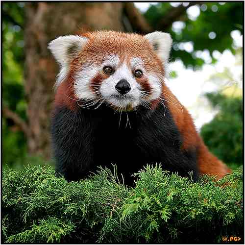 25 Most Amazing and Unusual Animals on Earth - HubPages