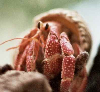 Hermit Crab Species - Types of Hermit Crabs - HubPages