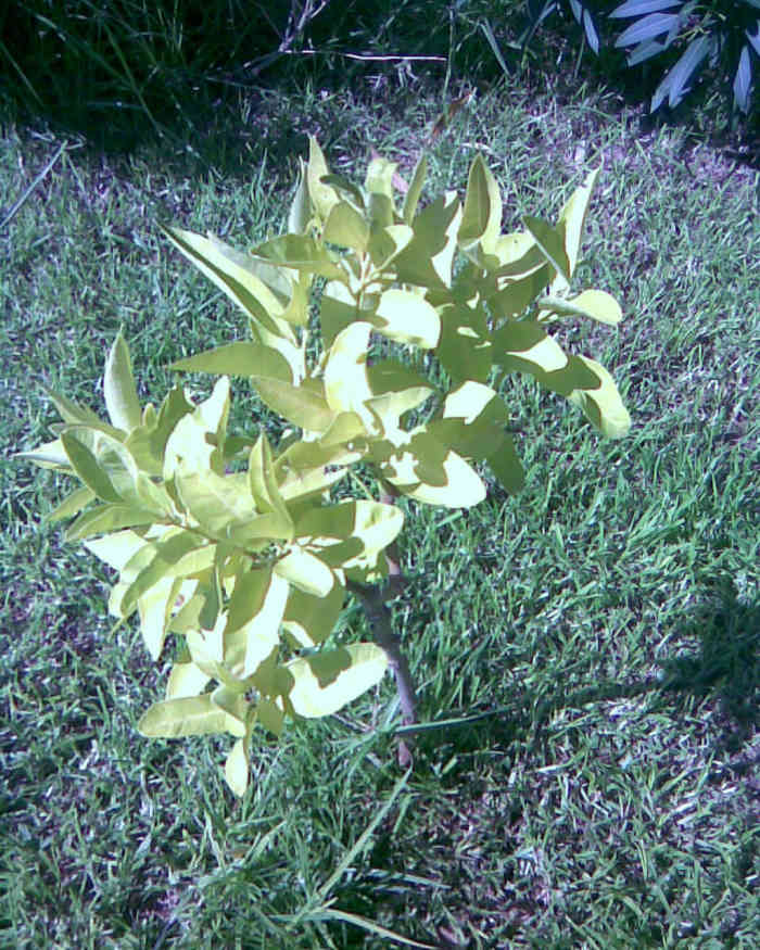 How to Grow Citrus Trees from Seed - How to Get the Pips from Lemons or ...