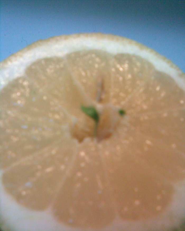 How to Grow Citrus Trees from Seed - How to Get the Pips from Lemons or ...