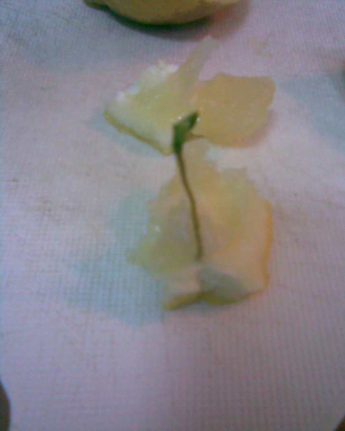 How to Grow Citrus Trees from Seed - How to Get the Pips from Lemons or ...
