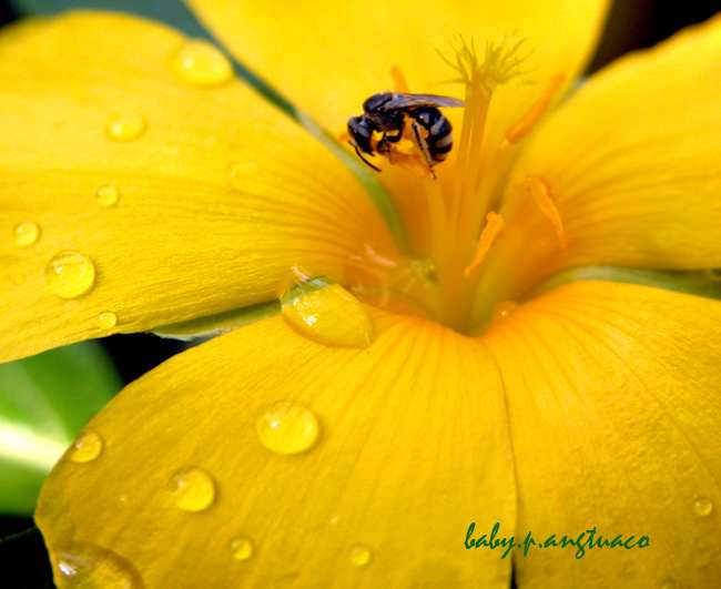 Yellow Is My Favorite Color, What's Yours? - HubPages