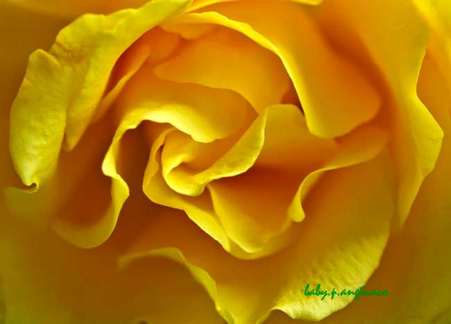 Yellow Is My Favorite Color, What's Yours? - HubPages