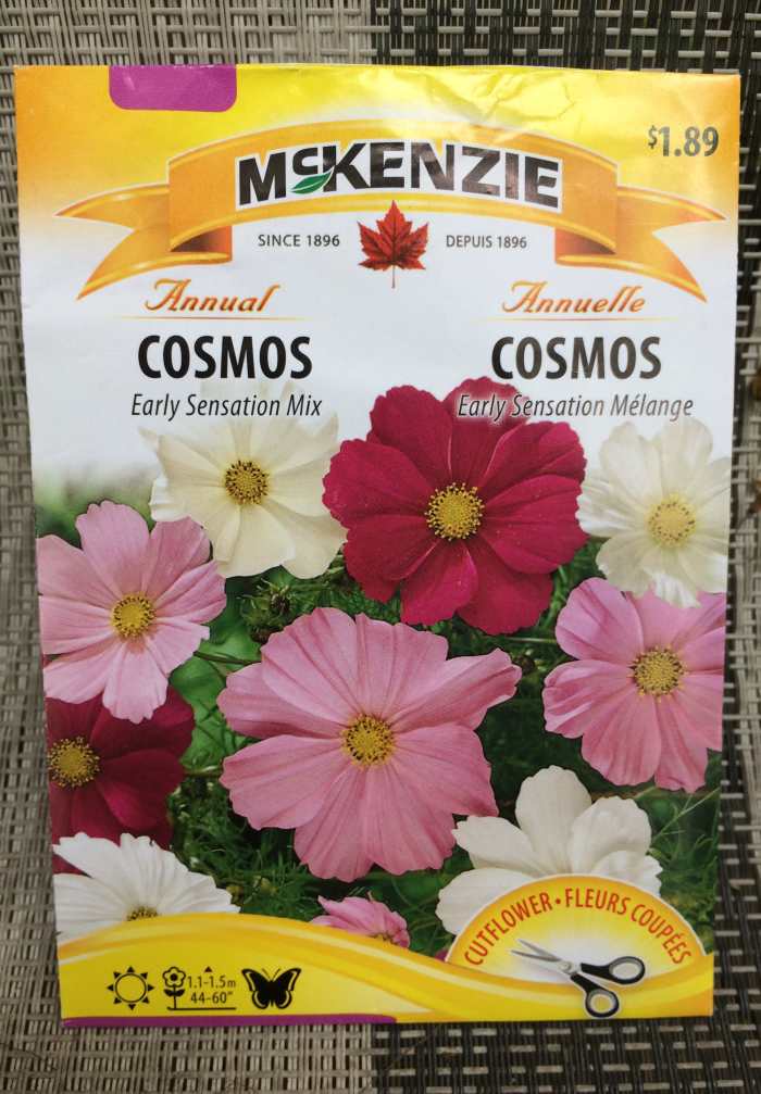 Growing Cosmos From Seeds in Kingston, Ontario - HubPages