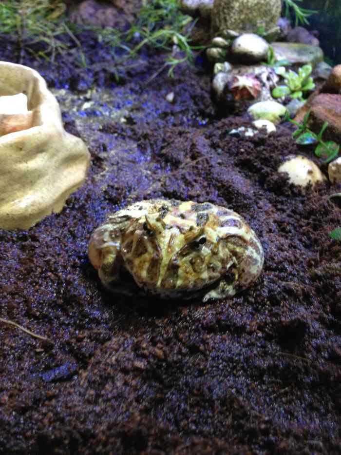 The Trials and Tribulations of Having a Pac-Man Frog: Dealing with ...