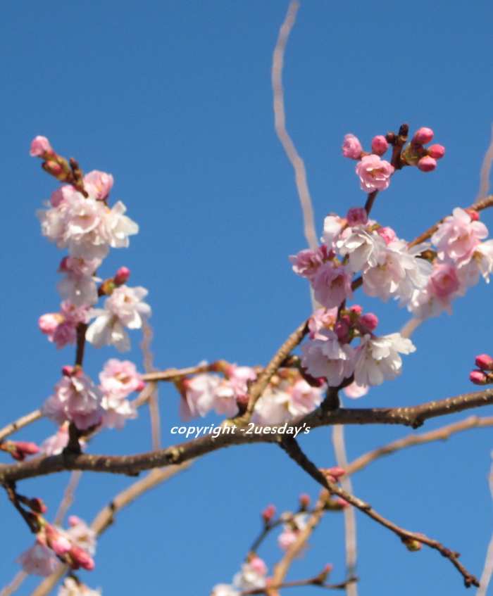 Sakura. The Falling of the Cherry Blossom. Poetry. A Poem. - HubPages