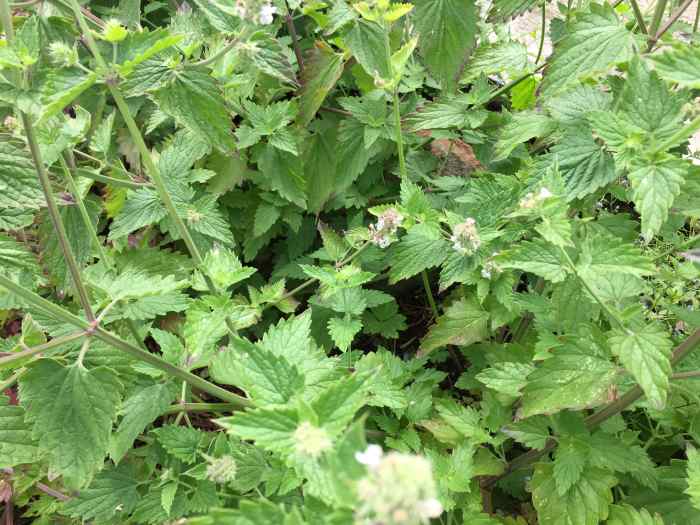 How to Grow Catnip From Seed - HubPages