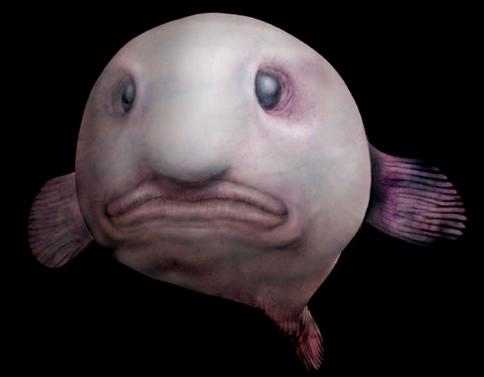 Blobfish: Facts, Pictures & Information - HubPages