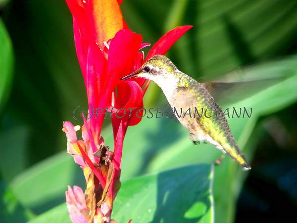 How to Attract Hummingbirds in Your Yard by Planting Canna Lily Lilies ...