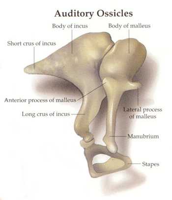 Every Organ Tells a Story 4: A History of Anatomical Terms - HubPages
