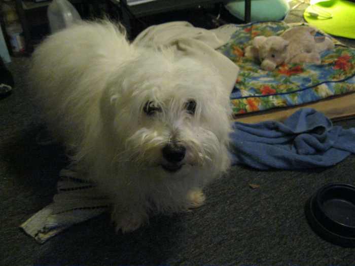 Training A Dog With A Soft Personality - HubPages