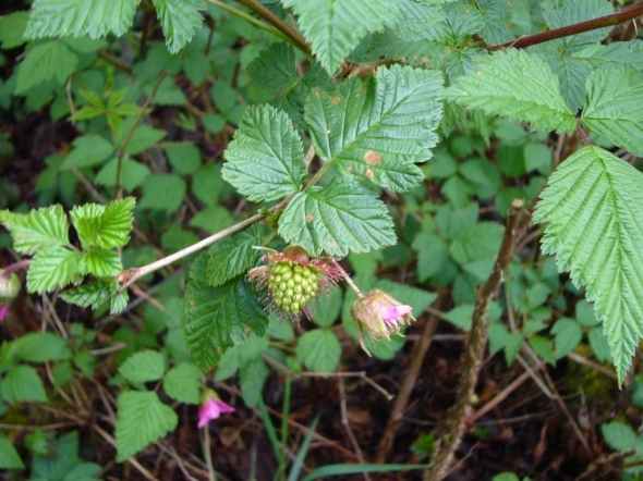 The Joys of the Salmonberry - A Pacific Northwest Native Shrub - HubPages