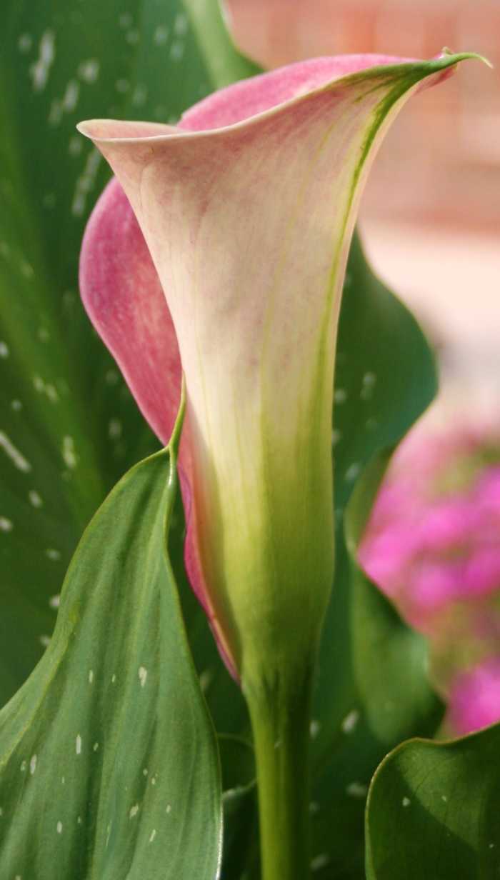 How to Grow Calla Lily Flowers from Seed - HubPages