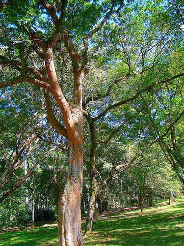 The Sacrifice of Brazilwood: How It Helped to Build an Empire and ...