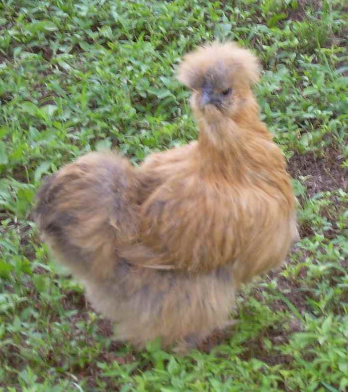 What Colors are Silky Chickens? - HubPages