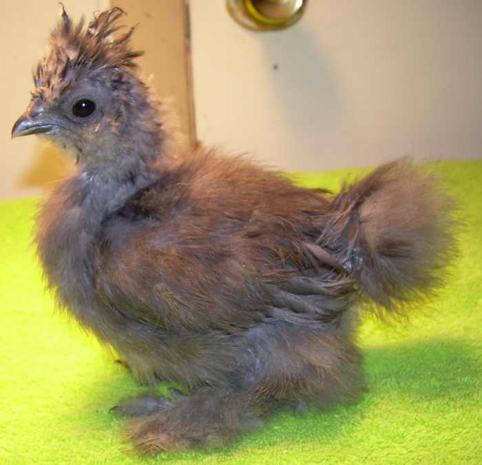 What Colors are Silky Chickens? - HubPages