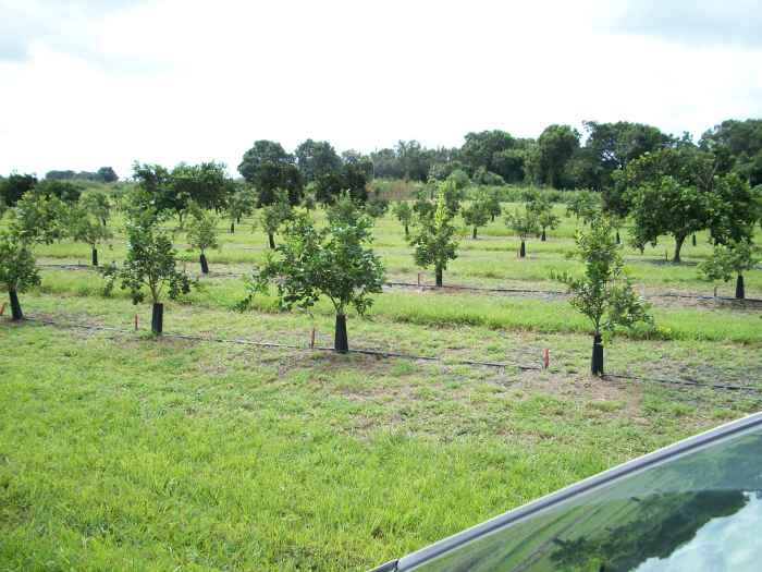Discover Florida # 4: A Tour of Fort Ogden: citrus, beef and an old ...