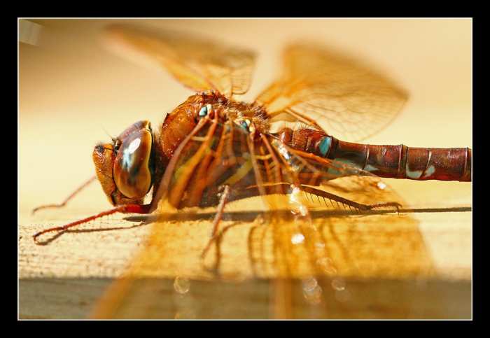 50 Macrophotography / Microphotography of the Dragonfly ...