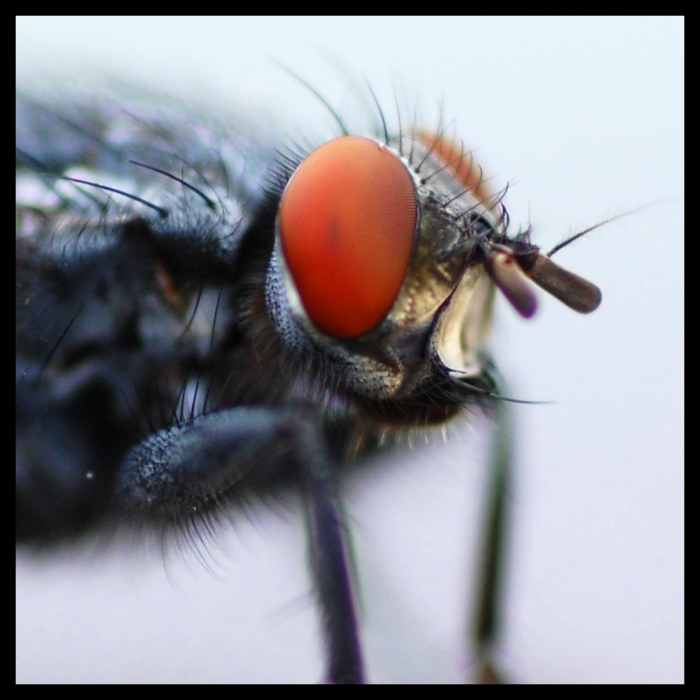 64 Macrophotography / Microphotography of Flying Insects or Bugs ...