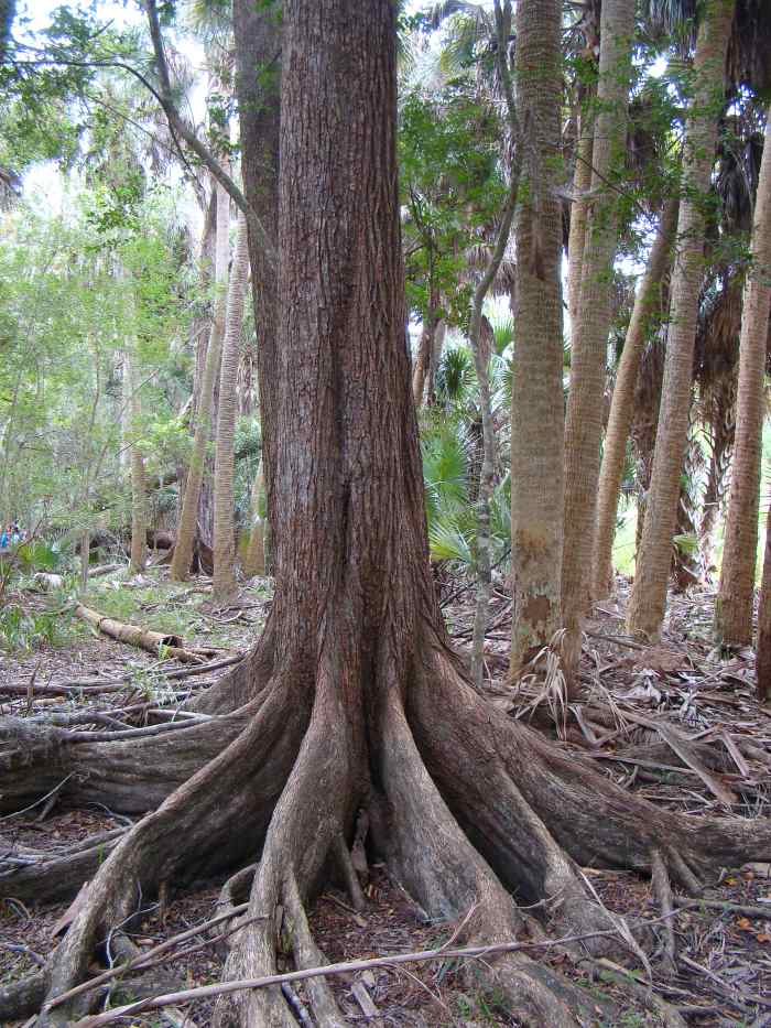 An Introduction to Taxonomy - The Kingdoms and Domains of Life - HubPages