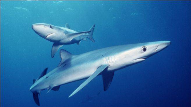 Facts About Blue Sharks - HubPages