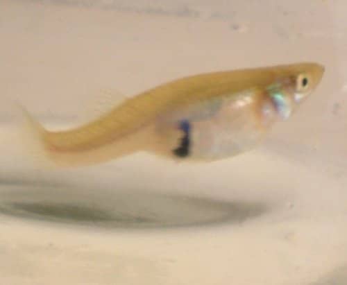 Tenerife freshwater fish found in the Canary Islands - HubPages