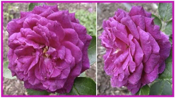 My Victorian Garden in Summer: Growing Heirloom and Old-Fashioned Roses ...