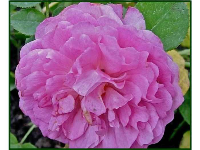 My Victorian Garden in Summer: Growing Heirloom and Old-Fashioned Roses ...