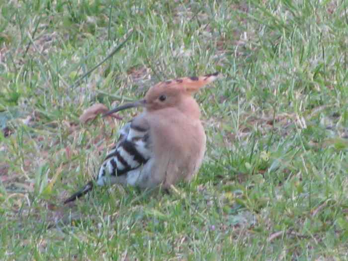 Hoopoe in a French Garden: Upupa Epops - Description, Range, Habits ...