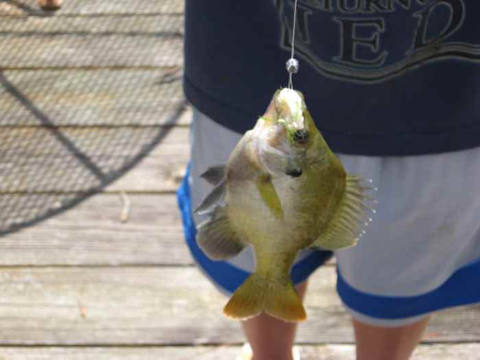 Fishing Tips for Beginners: Bluegill - HubPages