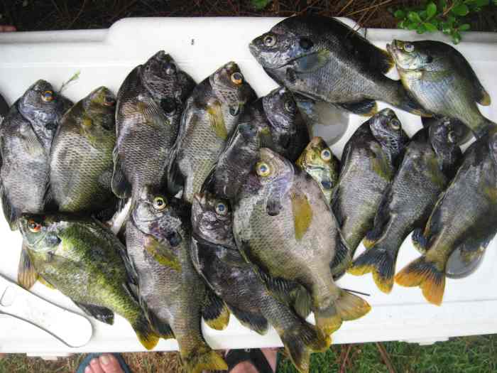 Fishing Tips for Beginners: Bluegill - HubPages