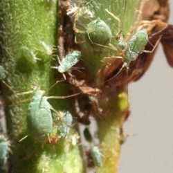 Biological control of the lupin aphid, Macrosiphum albifrons - HubPages